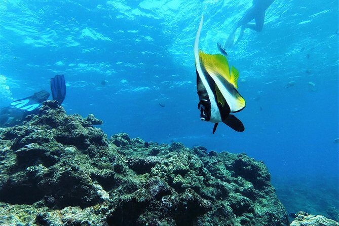 Snorkeling in the Blue Cave areaOkinawa Prefecture: Free feeding & photo images!English and Chinese speaking guide available! - Key Points