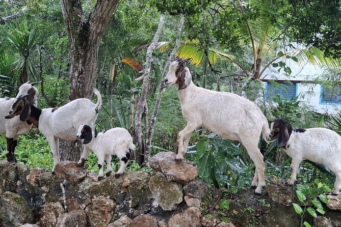 Snorkeling in the Cenotes of Bayahibe - The Experience: Small Group and Expert Guides