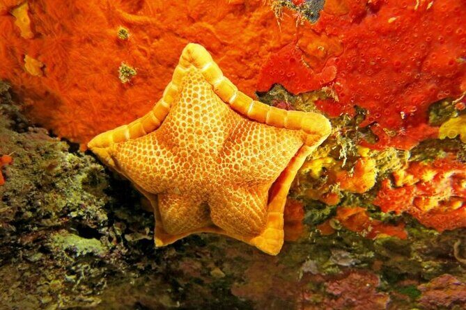 Snorkeling in the Marine Protected Area of Capo Carbonara - Key Points