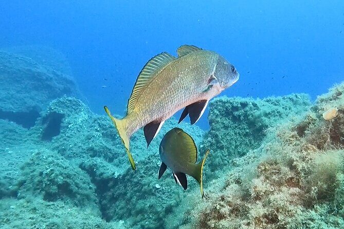Snorkeling in the Marine Protected Area of Capo Carbonara - What the Marine Environment Offers