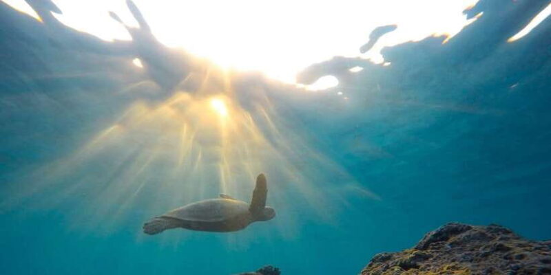 Snorkeling in Trincomalee - What Makes This Snorkeling Tour Stand Out?