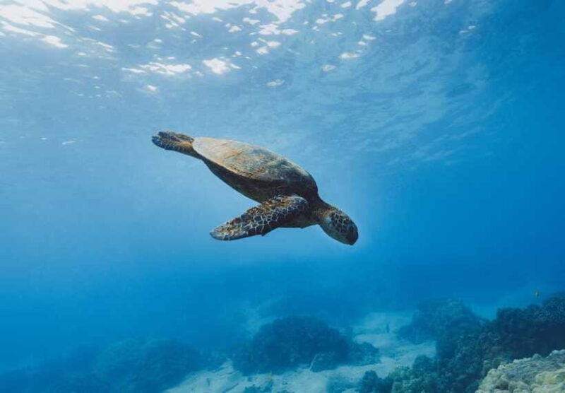 Snorkeling in Unawatuna - The Sum Up: Who Is This Tour Best For?