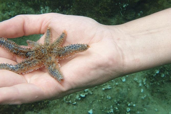 Snorkeling in Ustica (observation of marine flora and fauna) - Setting the Scene: Ustica’s Marine Environment