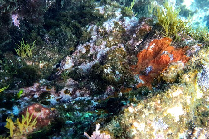 Snorkeling in Ustica (observation of marine flora and fauna) - Group Dynamics and Atmosphere