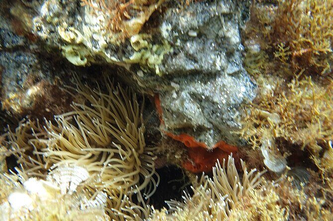 Snorkeling in Ustica (observation of marine flora and fauna) - Who Should Consider This Tour?
