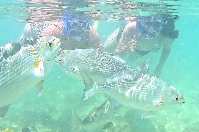 Snorkeling in Waikiki Many Fish All Levels Free Video & Pics! - An Authentic Waikiki Snorkeling Experience