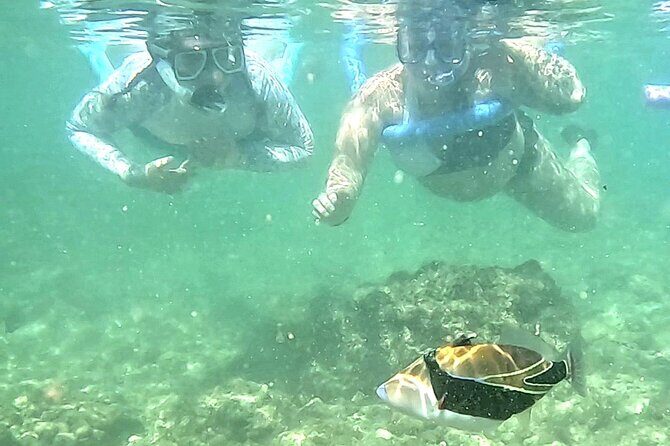 Snorkeling in Waikiki Many Fish All Levels Free Video & Pics! - Final Thoughts