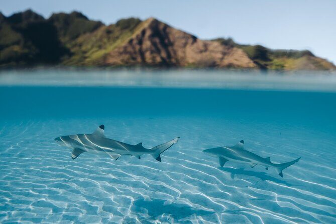 Snorkeling Lagoon Cruise and Whale Watching in Moorea - What Sets This Tour Apart