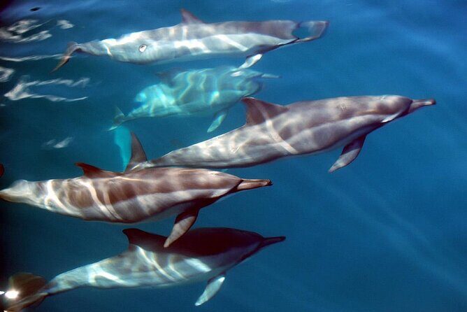Snorkeling Lagoon Cruise and Whale Watching in Moorea - Authentic Experiences and Genuine Encounters