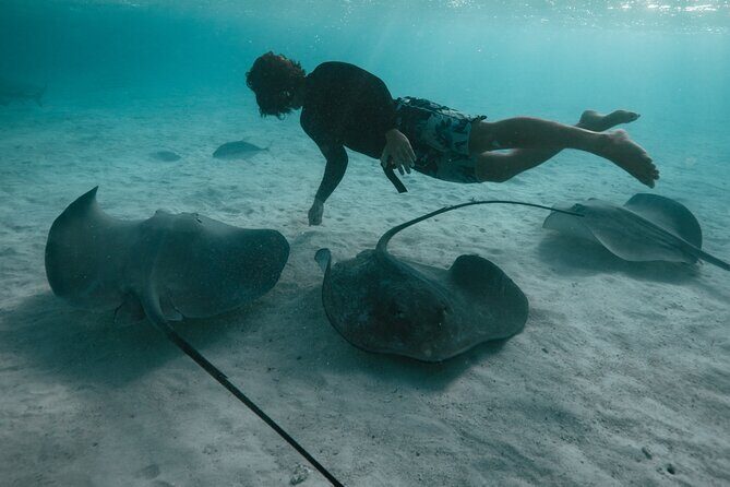 Snorkeling Lagoon Cruise and Whale Watching in Moorea - Who Will Appreciate This Tour?