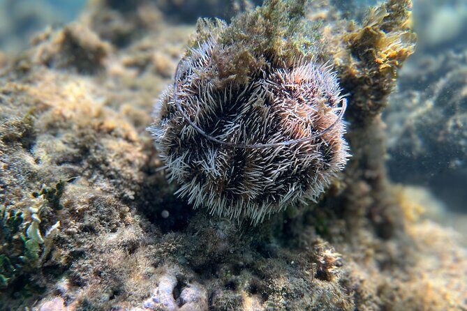 Snorkeling Lesson & Interactive Experience for Kids and Adults - The Sum Up: Why This Tour Is a Great Choice