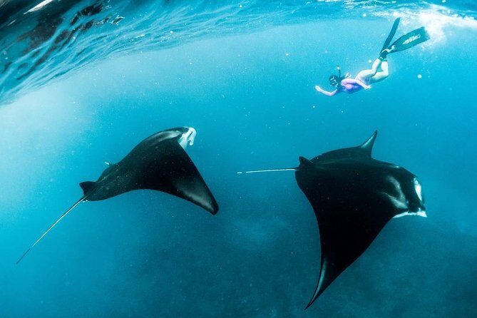 Snorkeling Manta Ray Safari in Nusa Penida - Frequently Asked Questions