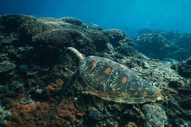 Snorkeling Manta Rays and Land Tour Nusa Penida All-Included - Final Thoughts: Who Will Love This Tour?