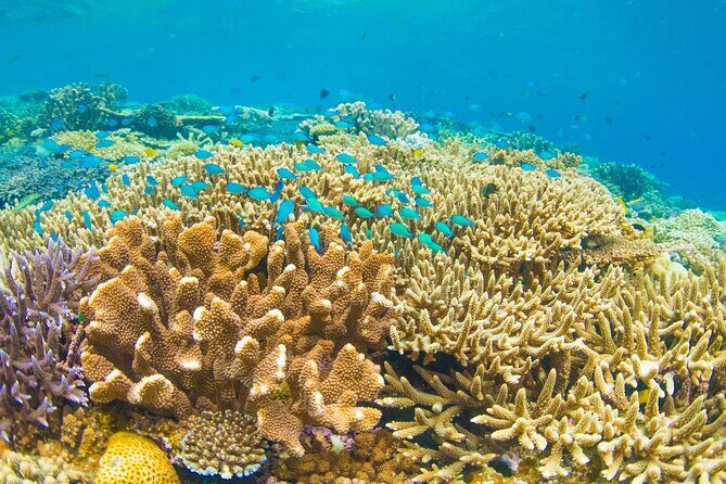 Snorkeling Manta Rays, Land Tour Tembeling Pool & Kelingking - Who Should Consider This Tour?