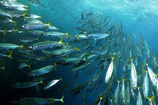 Snorkeling - Marine Park Discovery - What Makes This Tour Stand Out