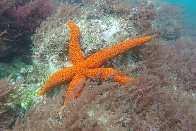 Snorkeling - Marine Park Discovery - The Sum Up