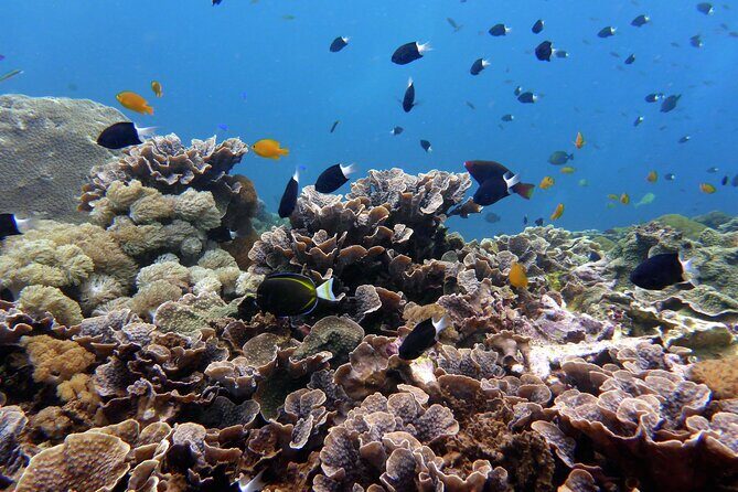 Snorkeling Nusa Penida and Island Tour Package - Real Travelers’ Perspectives