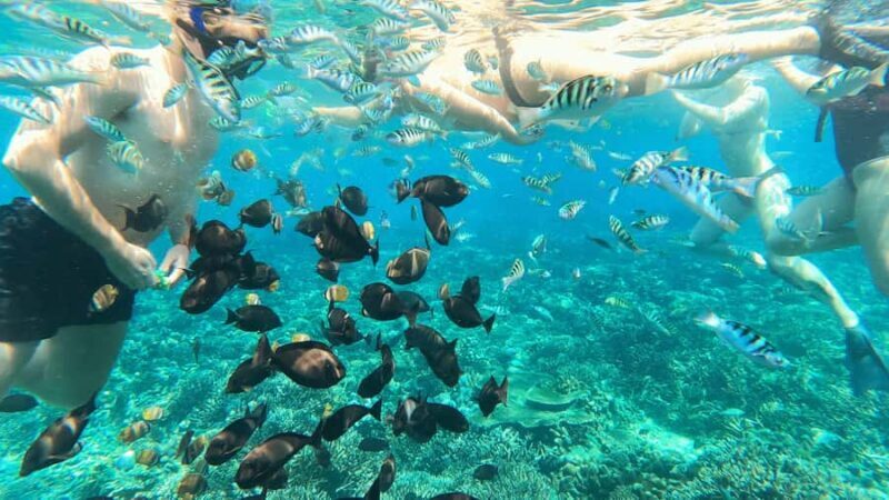 Snorkeling Nusa Penida Expedition 4 Point - The Authentic Value