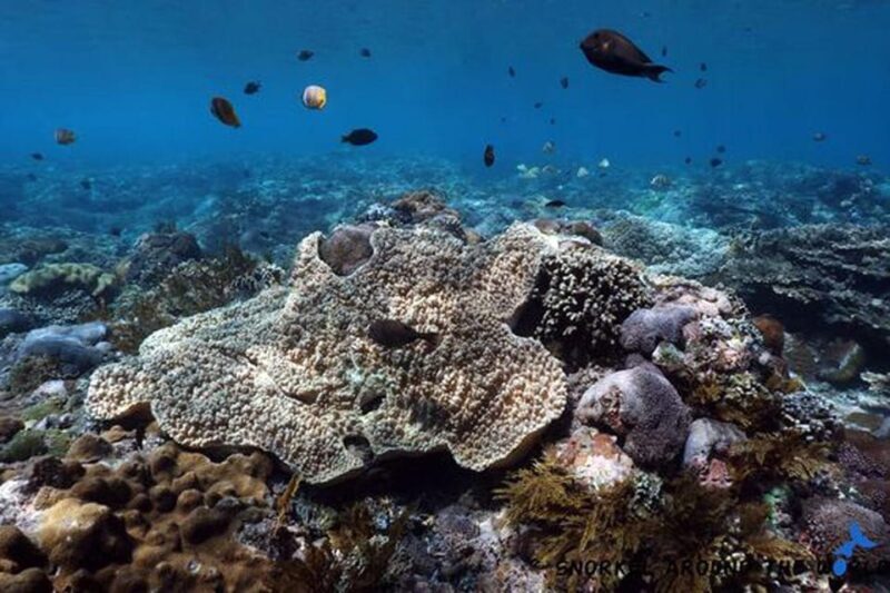 Snorkeling Nusa Penida Expedition 4 Point - The Sum Up