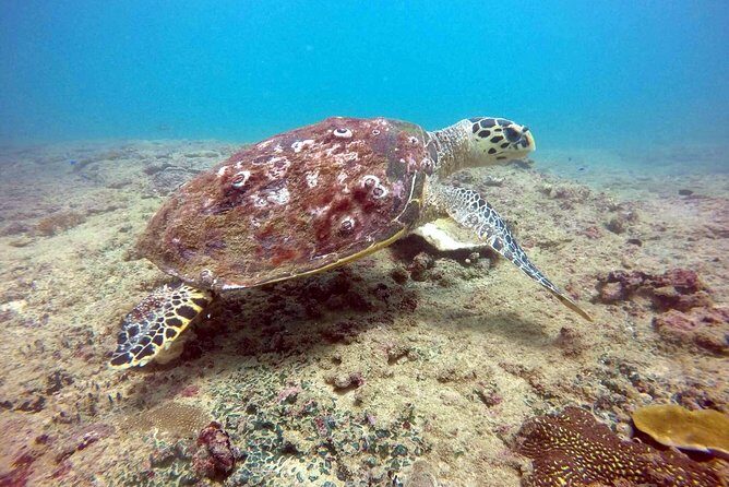 Snorkeling On Beautiful Rock Island - Unawatuna by Boat - FAQ