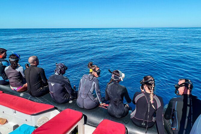 Snorkeling Open Ocean Wildlife Safari in Los Cabos with Photos Included - Who Will Love This Tour?