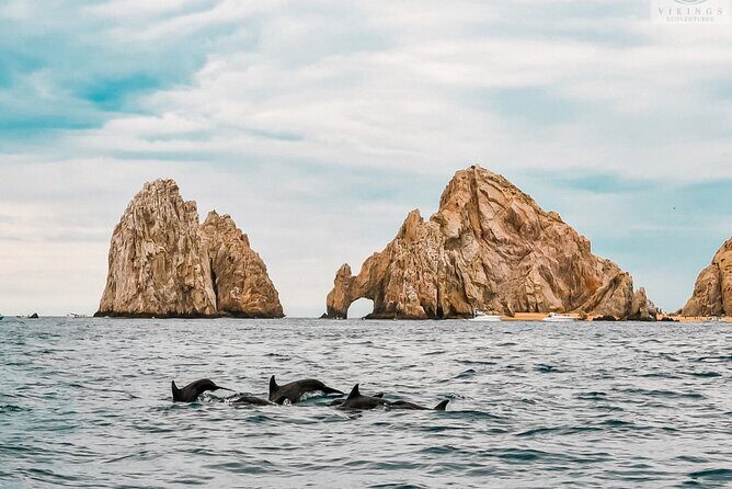 Snorkeling Open Ocean Wildlife Safari in Los Cabos with Photos Included - FAQ: Common Questions About the Snorkeling Safari