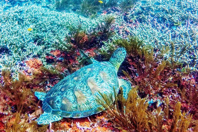 Snorkeling Package at Padang Bai Blue Lagoon - An In-Depth Look at the Bali Snorkeling Experience