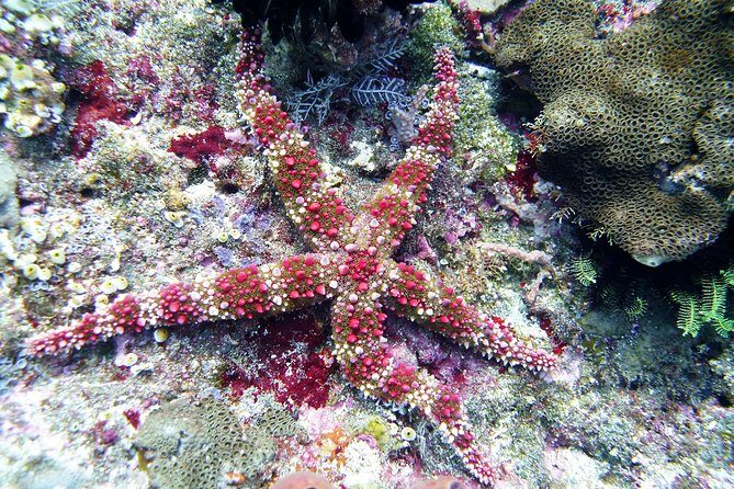 Snorkeling Package at Tulamben Liberty Shipwreck - Authenticity and Value