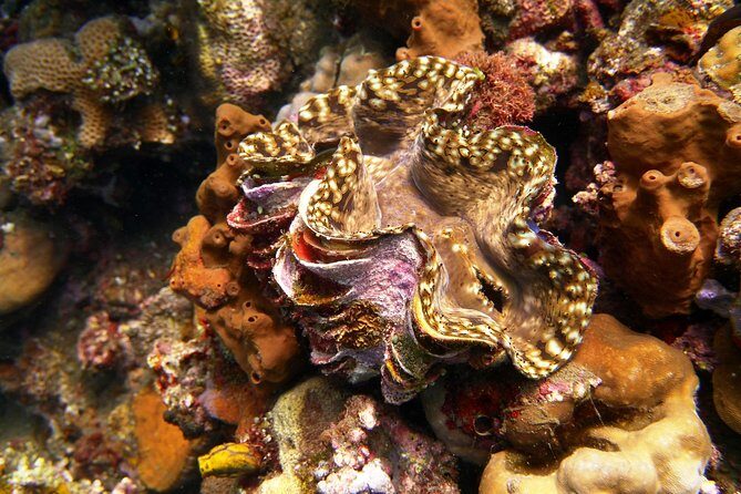 Snorkeling Package at Tulamben Liberty Shipwreck - Final Thoughts