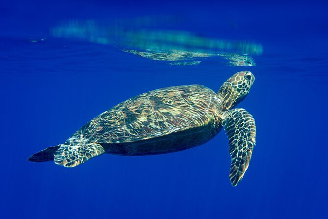 Snorkeling picnic in 5 hours with lunch in Tahiti - Key Points