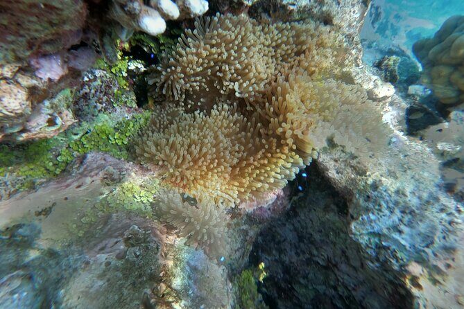 Snorkeling picnic in 5 hours with lunch in Tahiti - Practical Details and Considerations