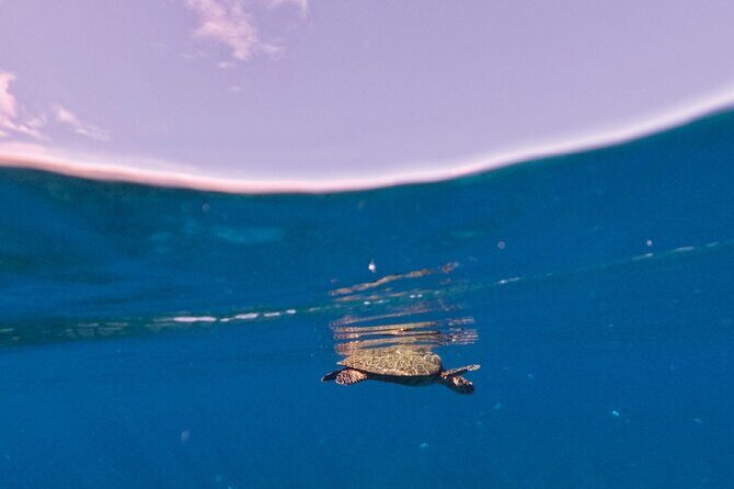 Snorkeling picnic in 5 hours with lunch in Tahiti - Authentic Encounters Supported by Real Feedback