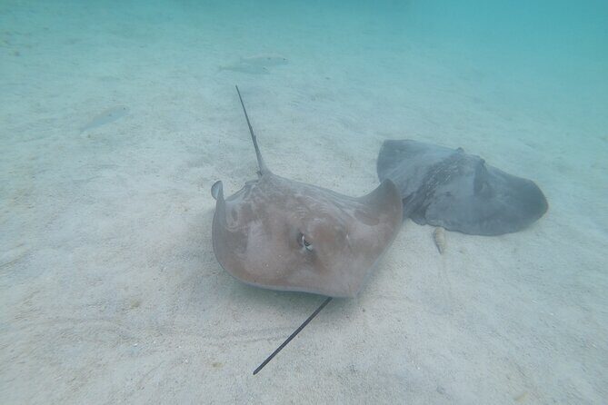 Snorkeling picnic in 5 hours with lunch in Tahiti - The Sum Up: Who Should Consider This Tour?