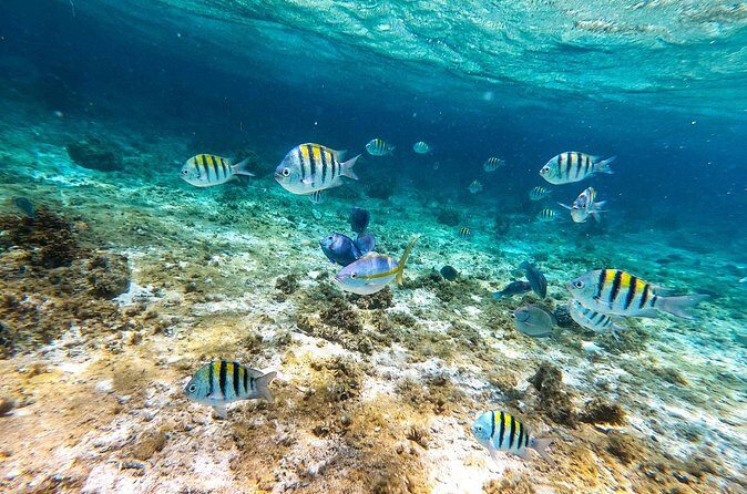 Snorkeling Private Tour in San Juan - Final Thoughts