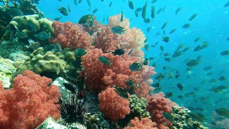 Snorkeling program 1 private boat lunch included - Who Will Love This Tour?