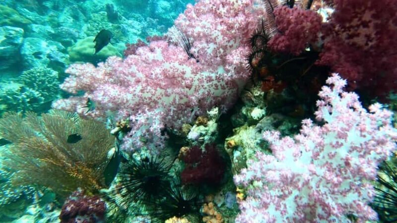 Snorkeling program 1 private boat lunch included - Room for Improvement