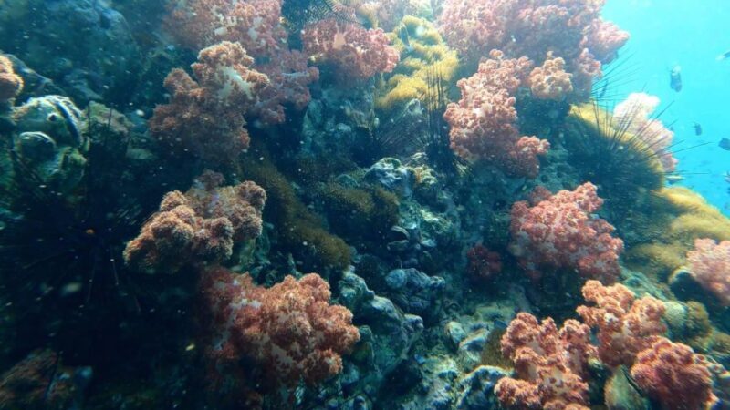 Snorkeling program 1 private boat lunch included - Frequently Asked Questions