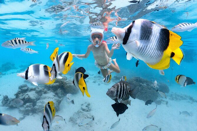 Snorkeling Safari Moorea (Half Day Tour) - The Experience: A Closer Look at the Moorea Snorkeling Safari