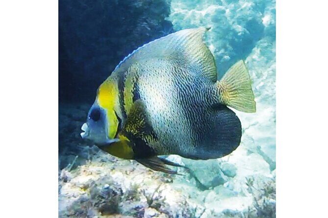 Snorkeling San Carlos with a Marine Biologist - What to Expect from the Tour