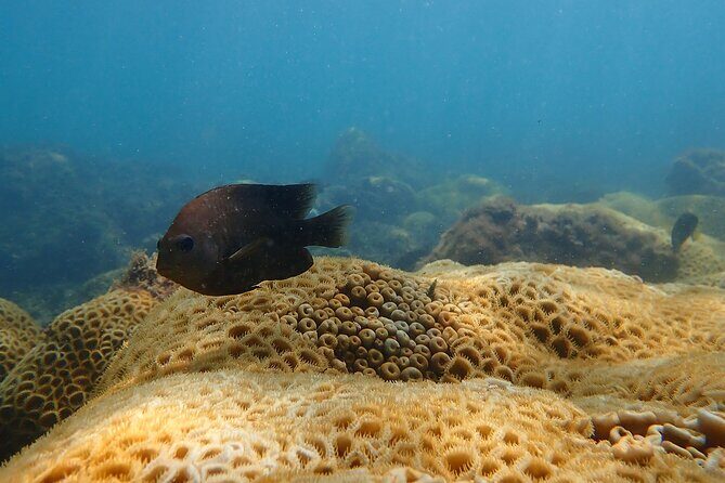 Snorkeling San Carlos with a Marine Biologist - Who Will Appreciate This Tour?