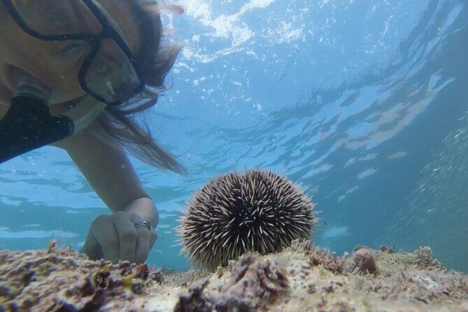 Snorkeling San Carlos with a Marine Biologist - FAQ: Practical Questions about the Tour