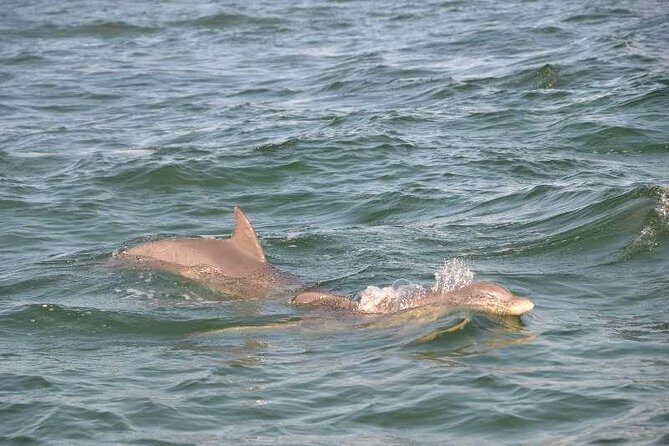Snorkeling, Shelling & Eco Excursion - Who This Tour Is Best For