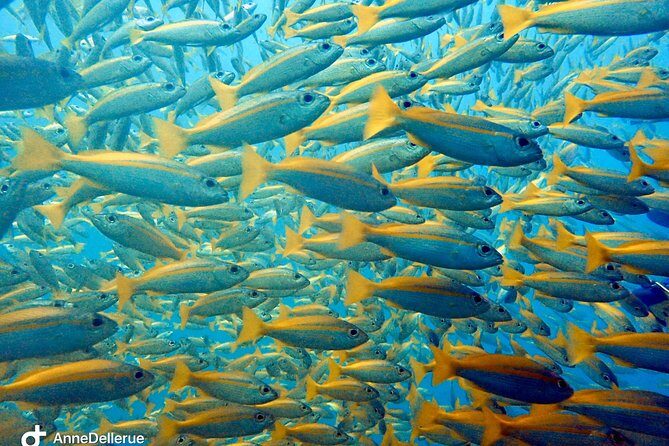 Snorkeling ( start at Ko Kut) - Why This Tour Offers Real Value