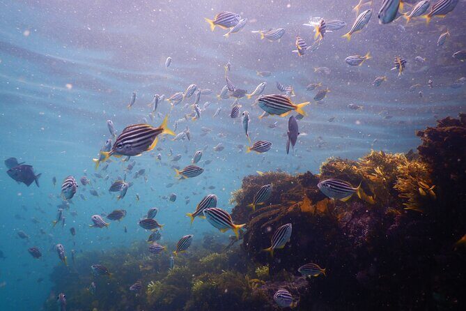 Snorkeling To Discover Sydney's Underwater Wonders - Why Choose This Snorkeling Tour?