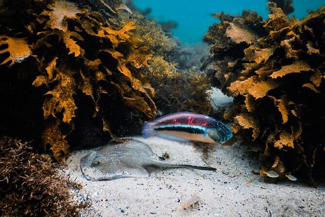 Snorkeling To Discover Sydney's Underwater Wonders - Practical Details and Considerations