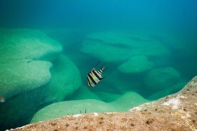 Snorkeling To Discover Sydney's Underwater Wonders - Final Thoughts: Is It Worth It?