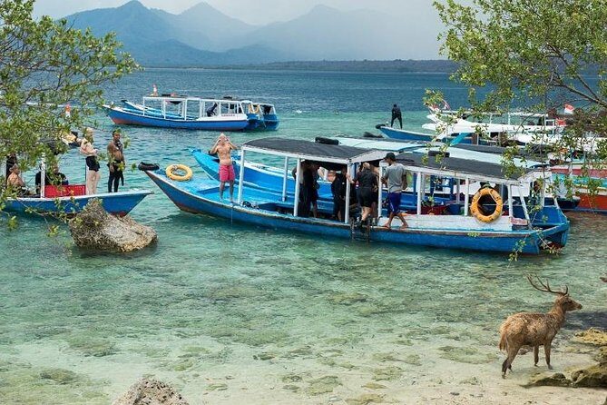 Snorkeling to Menjangan Island - An Overview of the Tour Experience