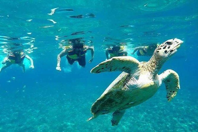 Snorkeling Tour In Gili Islands Pick Up From Lombok Or Gili - The Detailed Dive into the Tour Experience