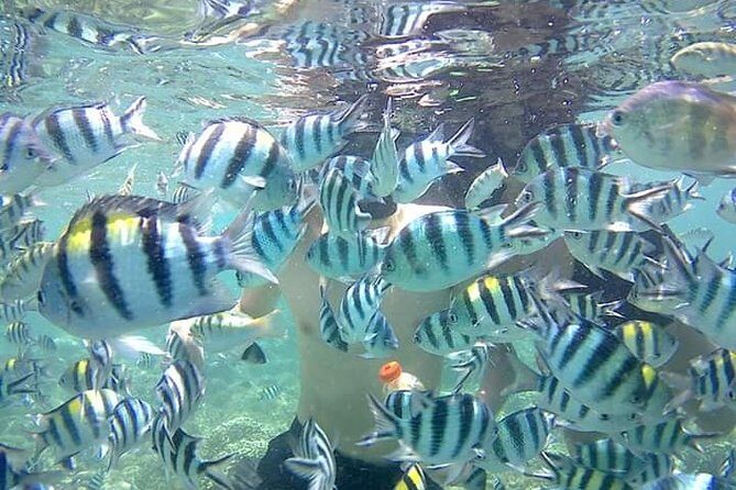 Snorkeling Tour In Gili Nanggu - Key Points
