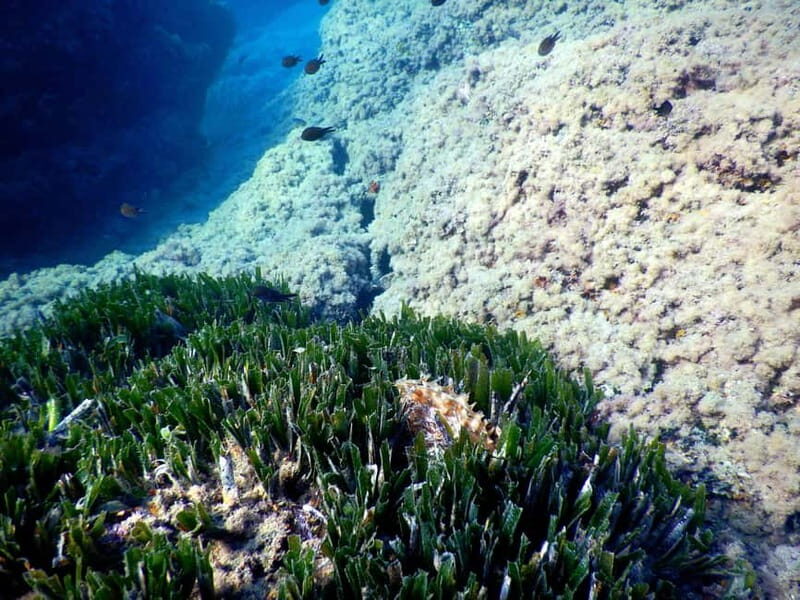 Snorkeling Tour in Levanto: Discover the Wonders of the Sea! - Final Thoughts